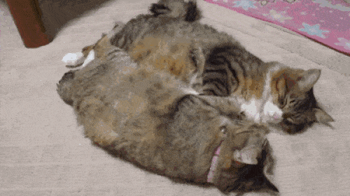 The Cat Is The Best Sex Position For Clitoral Orgasm Yourtango